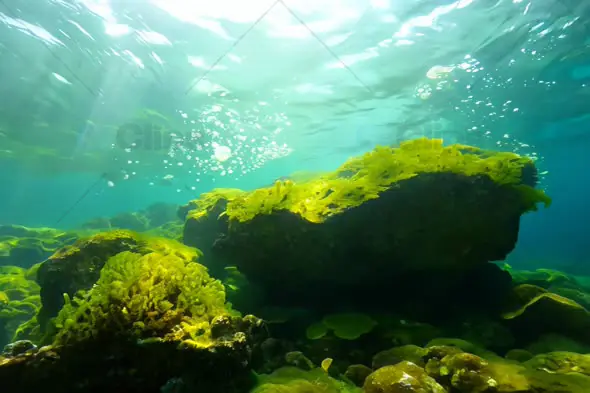 Underwater Coral Reef with Sunlight Rays - Marine Life | AIClips